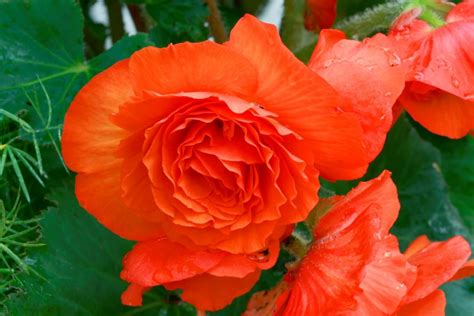 Begonia odmiany sadzenie i pielęgnacja Jak dbać o begonie w domu i w