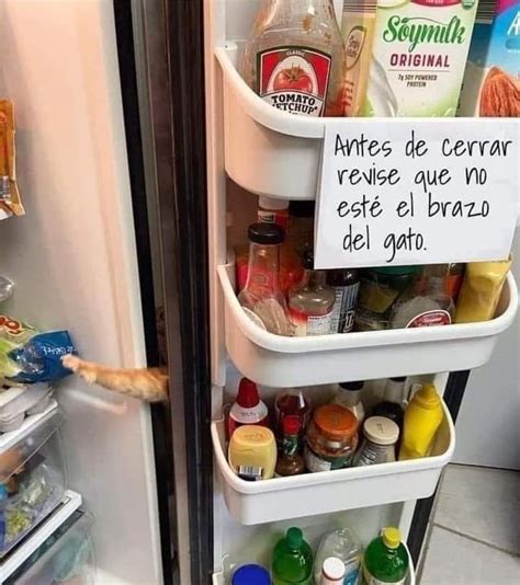 Meme imagen del gato ladrón de comida Meme subido por gelemi Memedroid