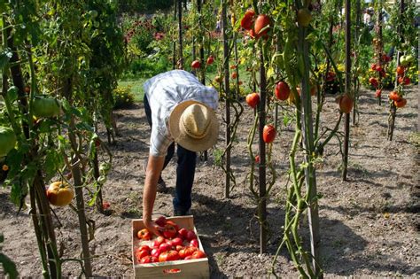 Qual A Import Ncia Da Agricultura Familiar No Brasil