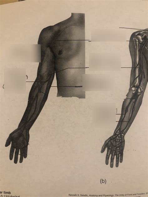 Whole Body Veins Diagram Quizlet