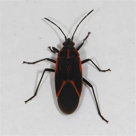 Eastern Boxelder Bug Species Boisea Trivittata Common Nam Flickr