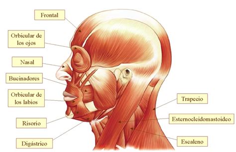 Biolog A Y Geolog A Eso Principales M Sculos Del Cuerpo Humano