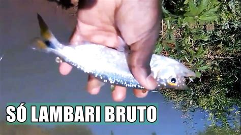 PESCARIA CAIPIRA LAMBARI NA VARINHA DE BAMBU SÓ LAMBARI BRUTO YouTube