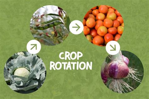 A Beginners Guide To Crop Rotation With Garden Presenter Ade Sellars