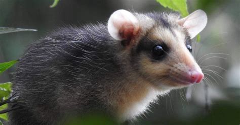 características de los marsupiales Tags Las2orillas