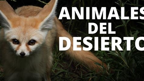 Animales adaptados a los desiertos estrategias y características