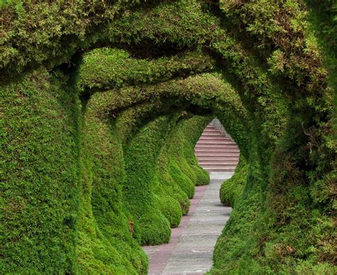 This Beautiful Natural Tunnel Is Formed By Thousands Of Bamboo Trees