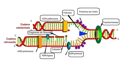Replicación del ADN Alianza B UNAM CCH ENP ante la pandemia