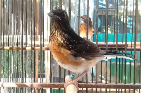 Cara Membedakan Murai Trotol Ngeriwik Jantan Dan Betina Burung Super