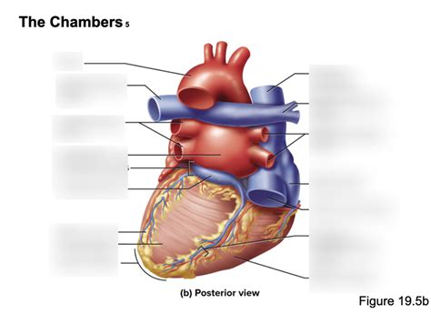 A P Ii Lecture Chap The Chambers Posterior View Diagram Quizlet
