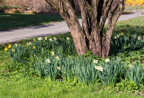 Landscaping With Tree Trunks 10 Creative Ways To Transform Your