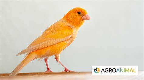 Por Qué Mi Canario No Canta Artículo Páginas naranja EmprenemJunts
