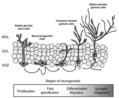 Schematic Model For Adult Neurogenesis In The Dentate Gyrus Area Of The