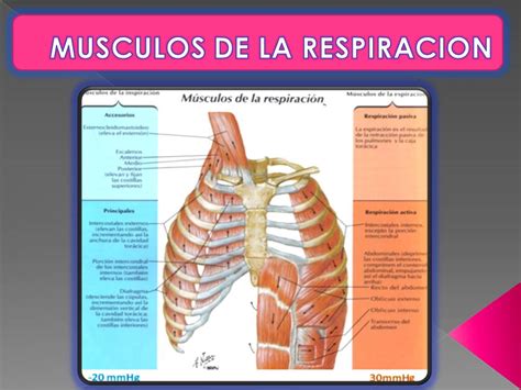 PORTAFOLIO DE EVIDENCIAS FISIOLOGÍA BASICA JONATHAN I JIMENEZ UAS