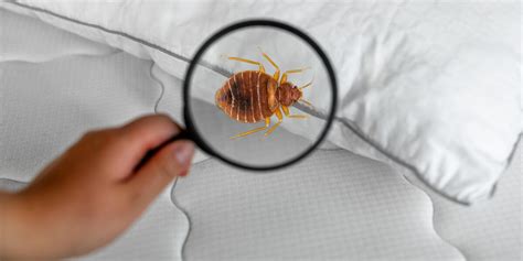 How To Check For Bed Bugs A Guide For Bed Bug Early Detection WING 8