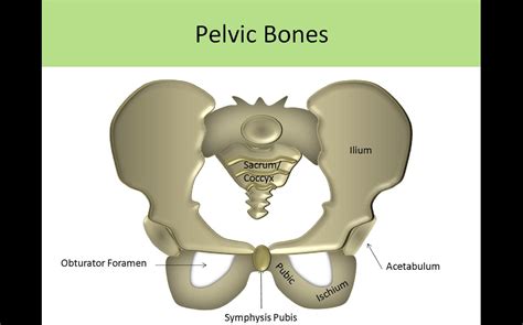 Anatomy Of The Women S Pelvic Region