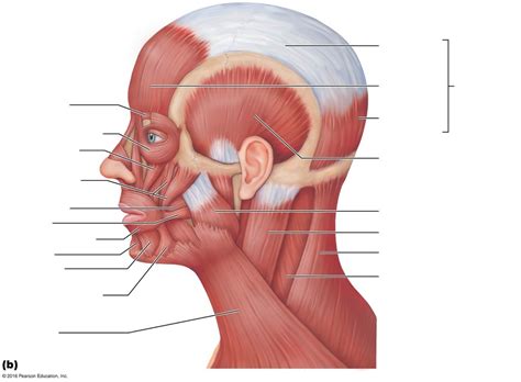 Muscle Of Face And Scalp