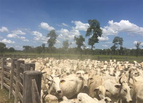 Fazenda Panama V Carmén Bolívia Personal PEC