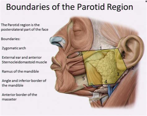 The Parotid Gland Position Vasculature Innervation 51 OFF