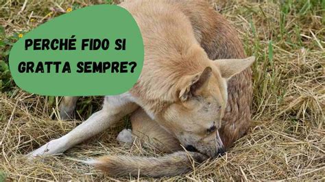 Il Cane Si Gratta Sempre Quali Sono Le Varie Cause E Quando Preoccuparsi