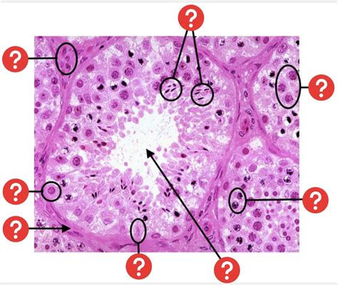 Seminiferous Tubules Diagram Quizlet
