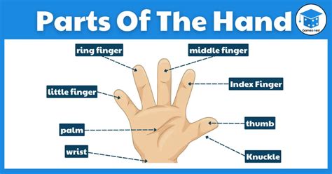 Parts Of The Hand And Finger Names In English Games Esl