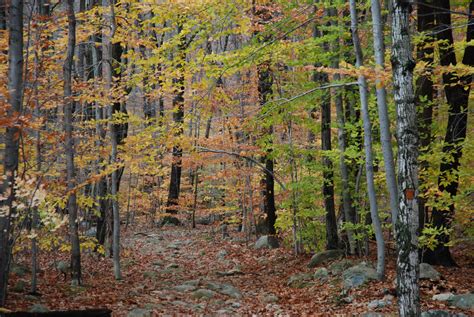 Fotos gratis paisaje árbol naturaleza bosque al aire libre
