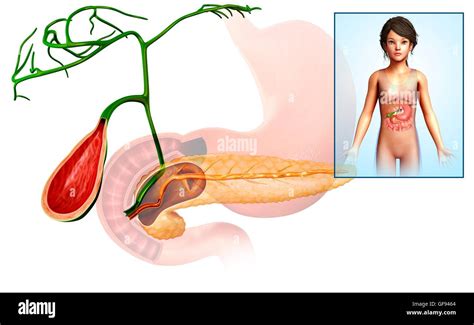 Illustration Of Pancreas And Gallbladder Cross Section Stock Photo Alamy