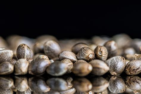 How To Germinate Weed Seeds Easily Successfully