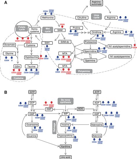 Schematic Representation Of Polyamine Cysteine And Purine Metabolic