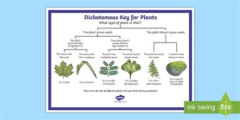 Dichotomous Key For Plants Teacher Made Twinkl Worksheets Library