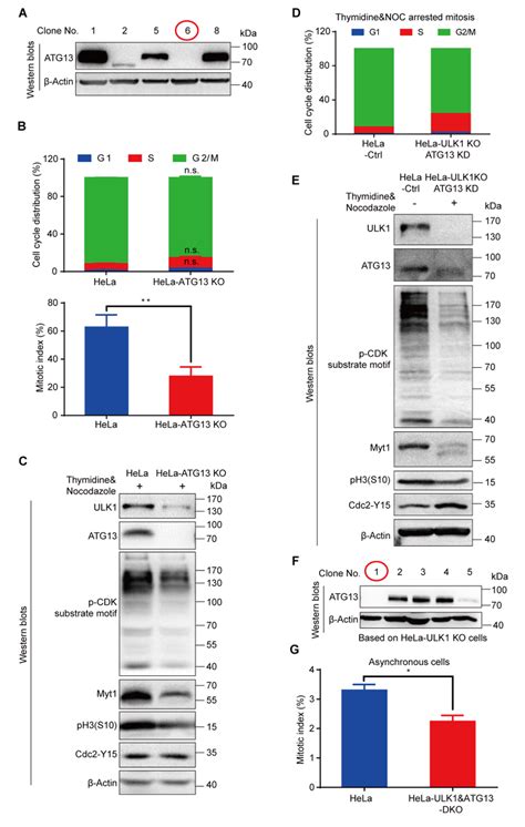 Fig S9 ULK1 And ATG13 Coordinate To Regulate Cell Cycle Progression