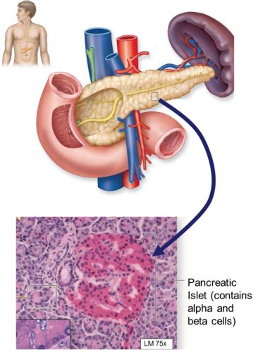 Chapter 13 Endocrine System Flashcards Quizlet