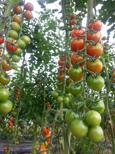 Tomates Para O Sucesso De Sua Produ O Tropical Estufas Agr Colas