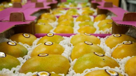 Crecen Exportaciones De Mango Colombiano Por Alta Demanda En Medio