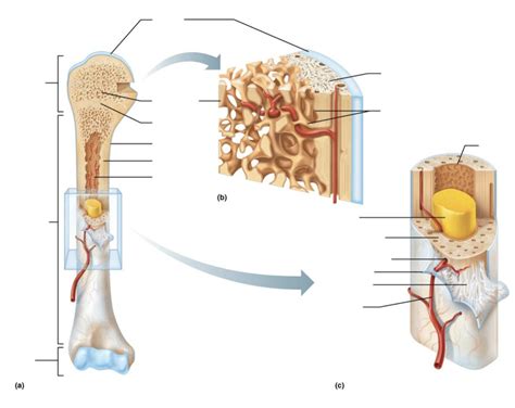Chapter Bones And Skeletal Tissue Lab Exam Pt Diagram Quizlet