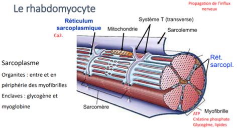 HISTO tissus musculaire strié squelettique Cartes Quizlet