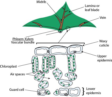 Leaf Cross Section Diagram And Functions Daun Struktur Anato