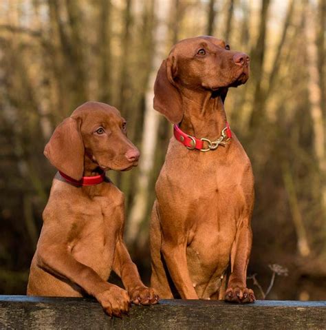 Qué pasa si durante el apareamiento los perros se quedan enganchados
