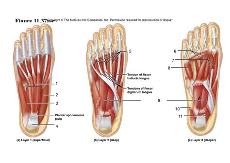Intrinsic Muscles Of The Foot Diagram Quizlet