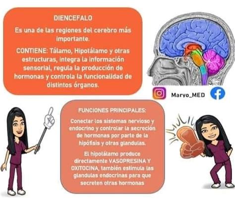 Pin De Deysi Lozano En Tareas Deysi Cosas De Enfermeria Regiones Del