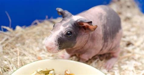 Discover Hairless Guinea Pigs Skinny Pigs Baldwin Guinea Imp World