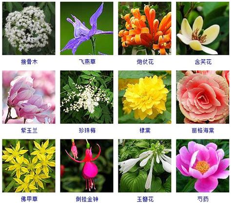 花的名称500种花卉等你来认识宝典来啦 说明书网