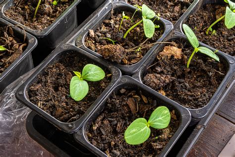 Germinar Semillas De Zapallo Huerto En Casa