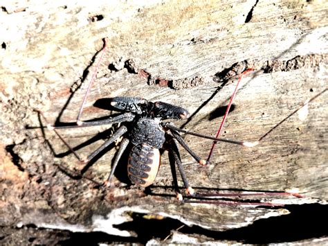 Soy Aracn Logo Preg Ntame Lo Que Quieras On Twitter Arachtober D A