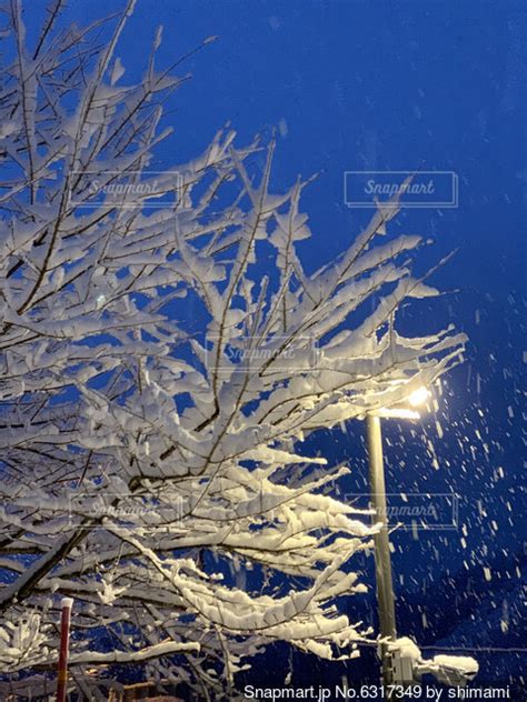 木に積もる雪の写真画像素材 6317349 Snapmartスナップマート