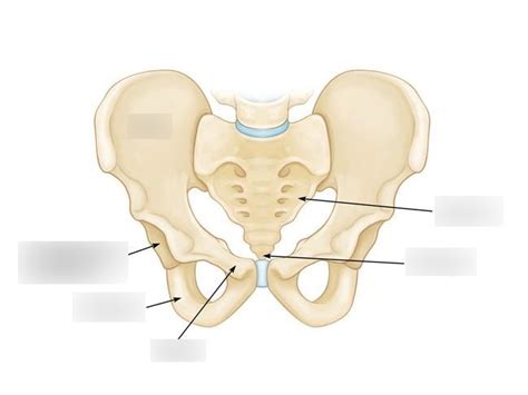 Pelvic Bone Diagram Quizlet