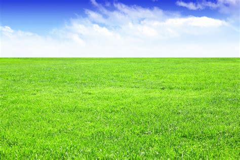 Empty Grass Field With Blue Sky As Background Stock Image Image Of