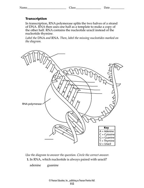 Dna Replication And Rna Transcription Worksheet Answers Db Excel