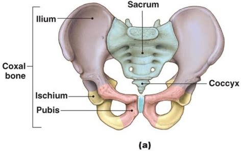 Biomechanics Diagram Quizlet